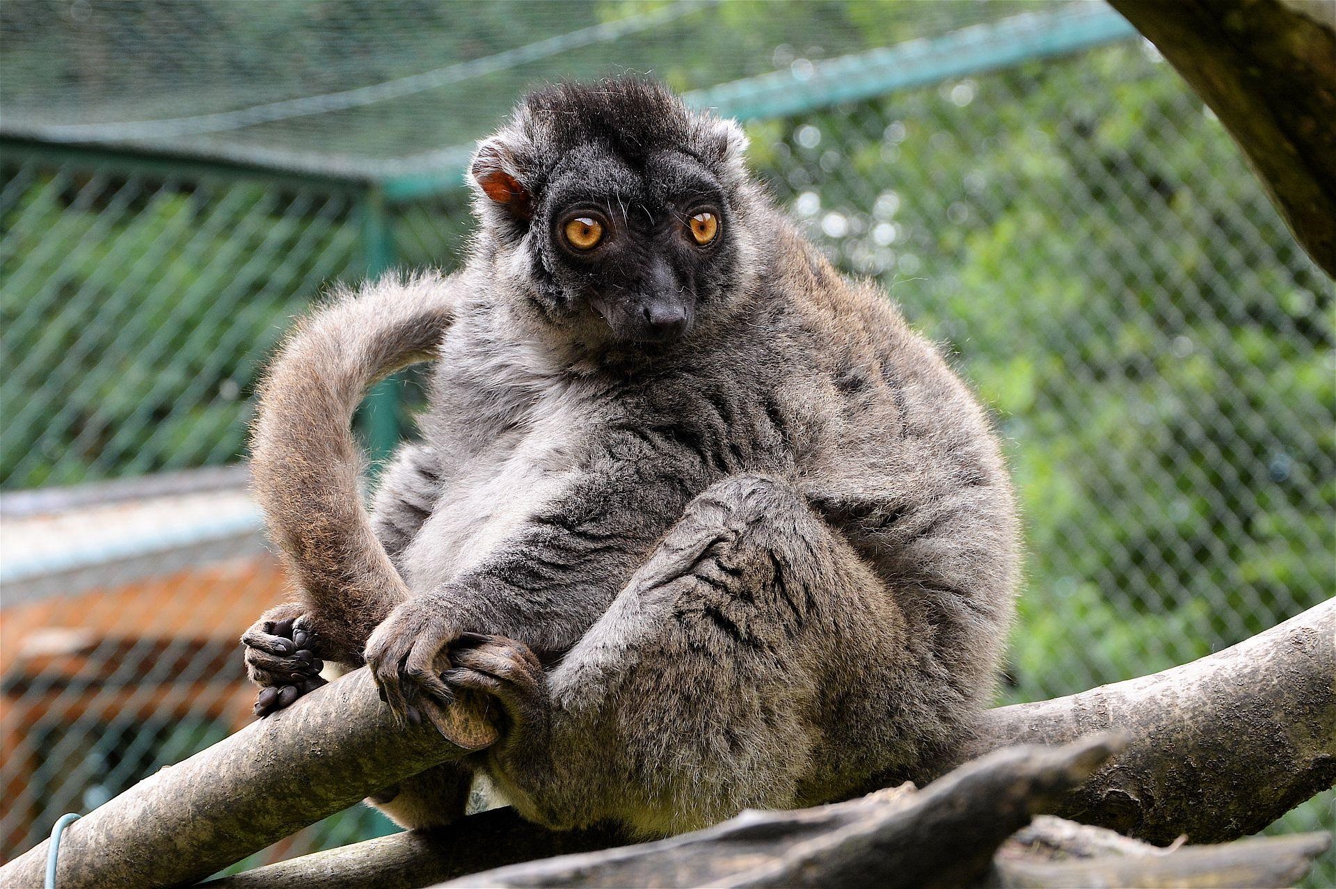 Raritätenzoo Ebbs in Ebbs